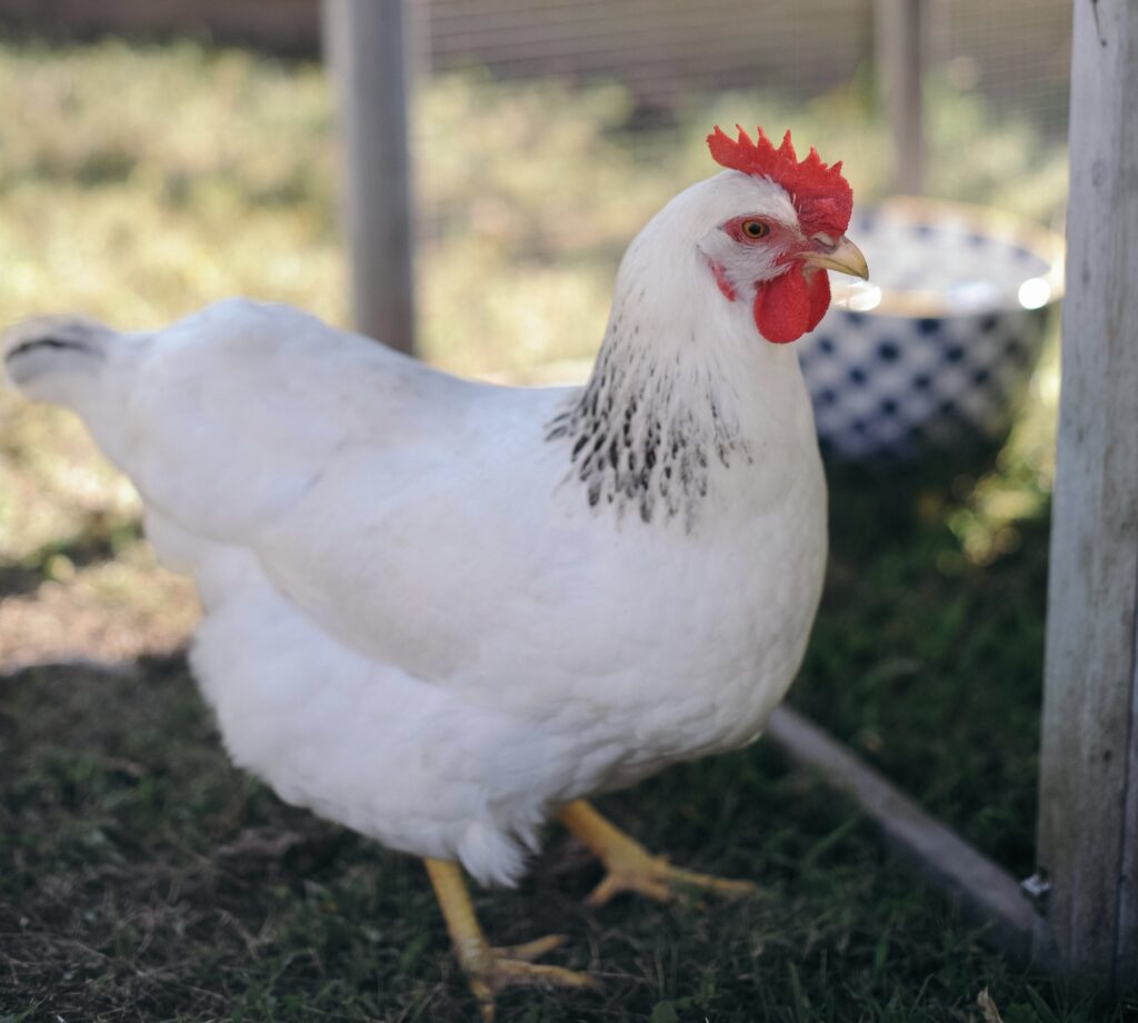 Althea, the Berlin Chicken | Berlin Main Street